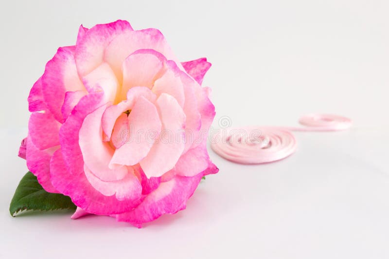 Two Colors Rose on White Fabric Stock Image - Image of plant, fragility ...