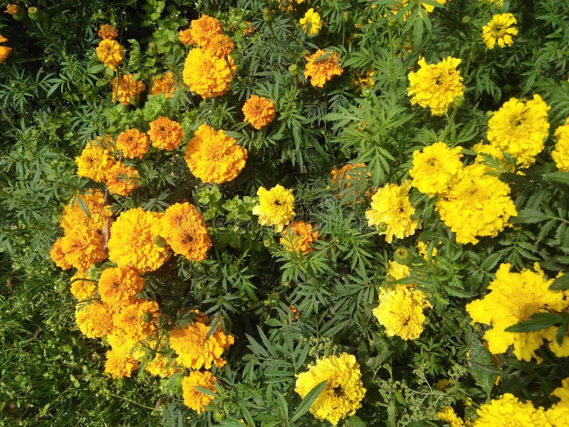 Two Colors Yellow and Dark Yellow Flowers Stock Image - Image of colors ...