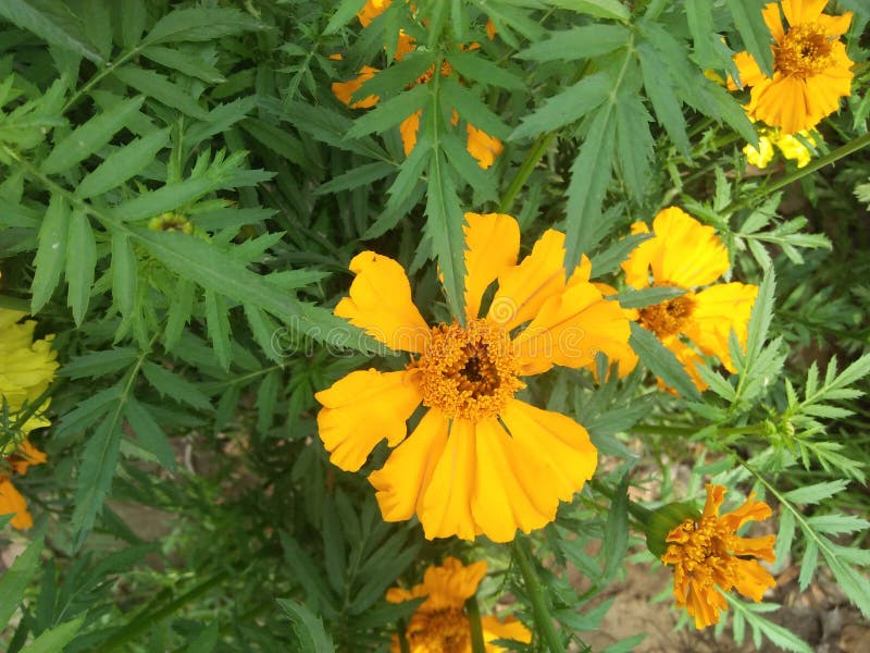 Two Colors Yellow and Dark Yellow Flowers Stock Photo - Image of yellow ...