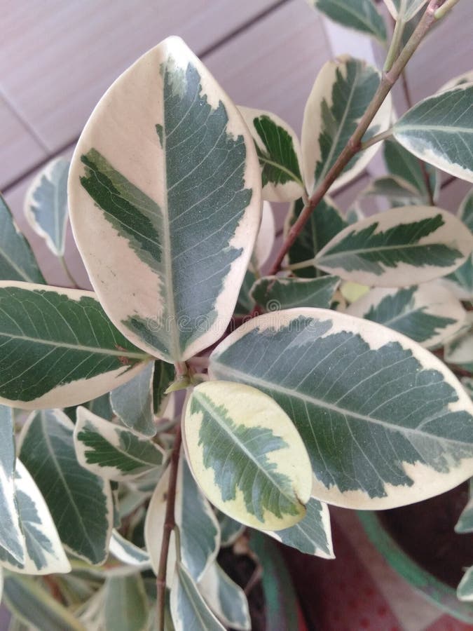 Two colour leaf stock image. Image of yellow, plant - 156614667