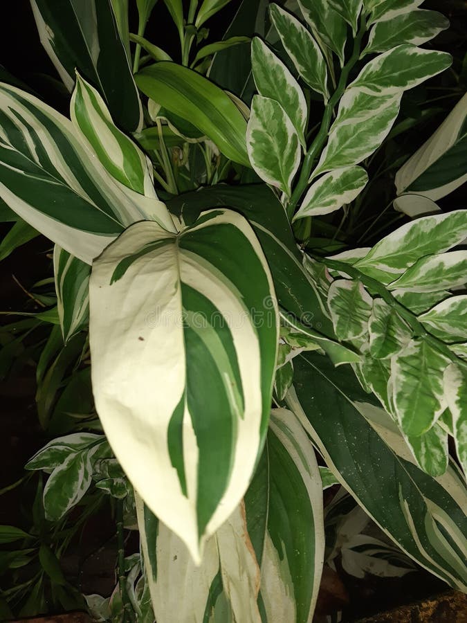 Two colour leaf stock image. Image of colour, leaf, beautiness - 192566959