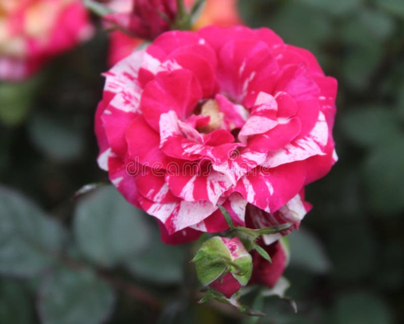 Two colour of rose Closeup stock image. Image of nature - 377017269