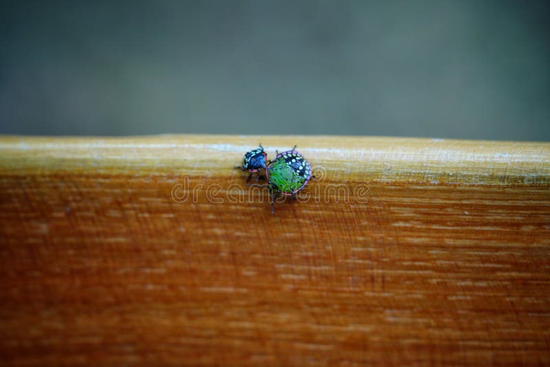 Two Coloured Bugs on a Bench Stock Image - Image of bench, bugs: 253856737