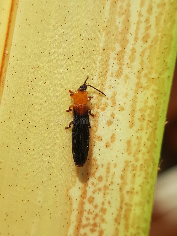 Brontispa Longissima Stock Photos - Free & Royalty-Free Stock Photos ...