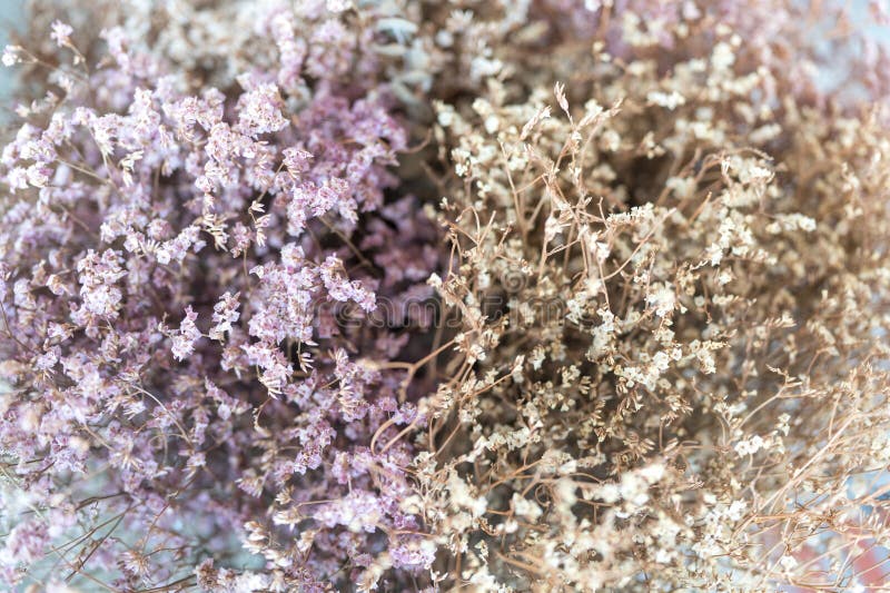 Two coloured dried flowers stock image. Image of sparse - 384529023