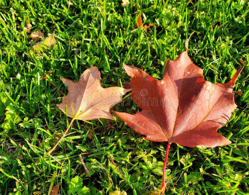 Autumn Leaves Side by Side stock image. Image of greenery - 237806317