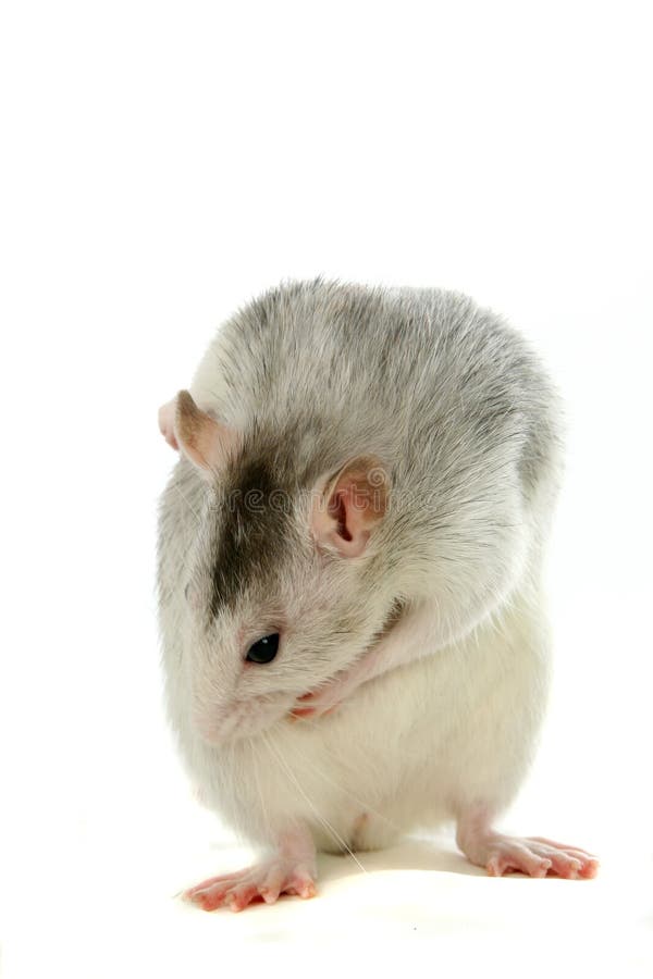 Two-coloured Rat Washing Over White Stock Image - Image of curious ...
