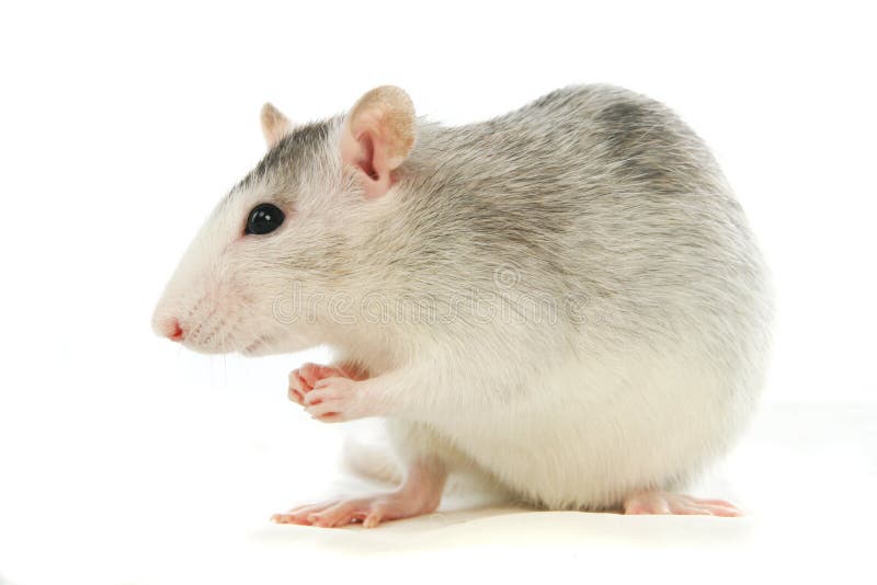 Two-coloured Rat Washing Over White Stock Photo - Image of funny ...