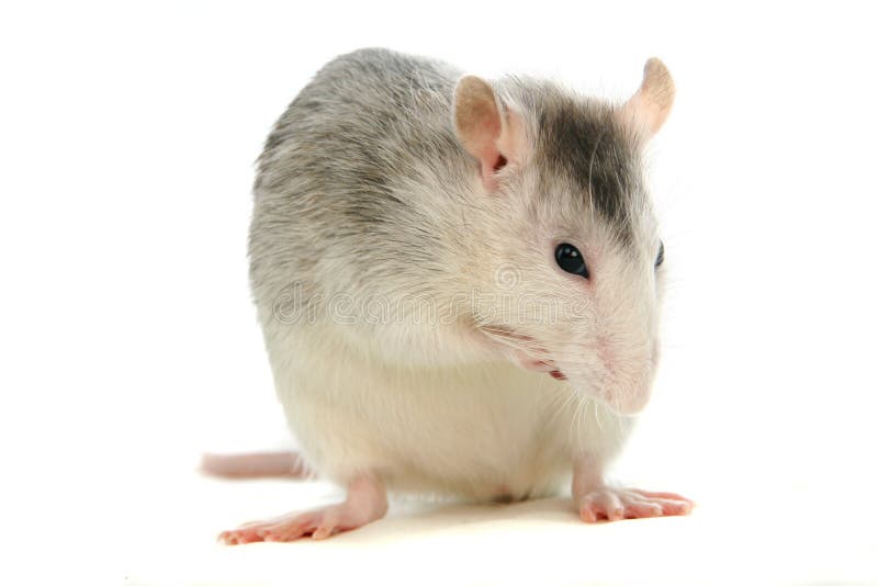 Two-coloured Rat Washing Over White Stock Image - Image of curious ...
