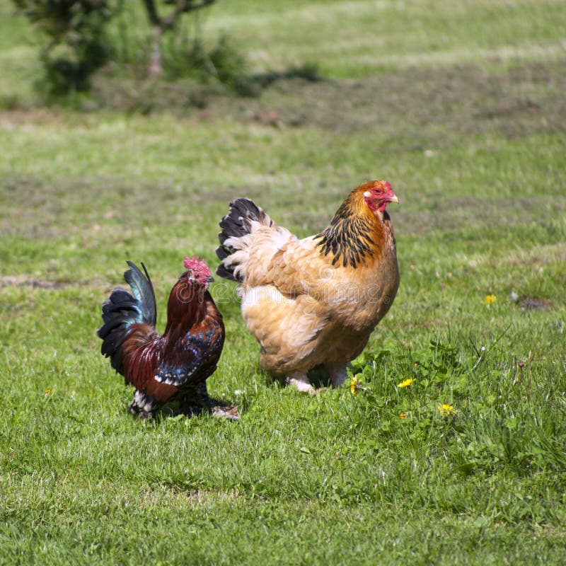 191 English Chickens Stock Photos - Free & Royalty-Free Stock Photos ...