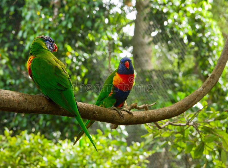 Colourful Lori Parrot on the Perch Stock Image - Image of animal ...