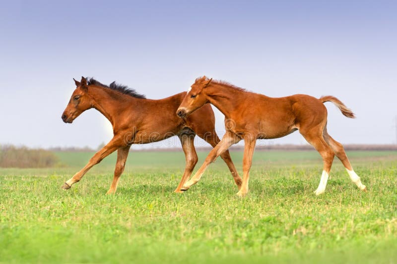Two colt run stock image. Image of adorable, freedom - 69832863