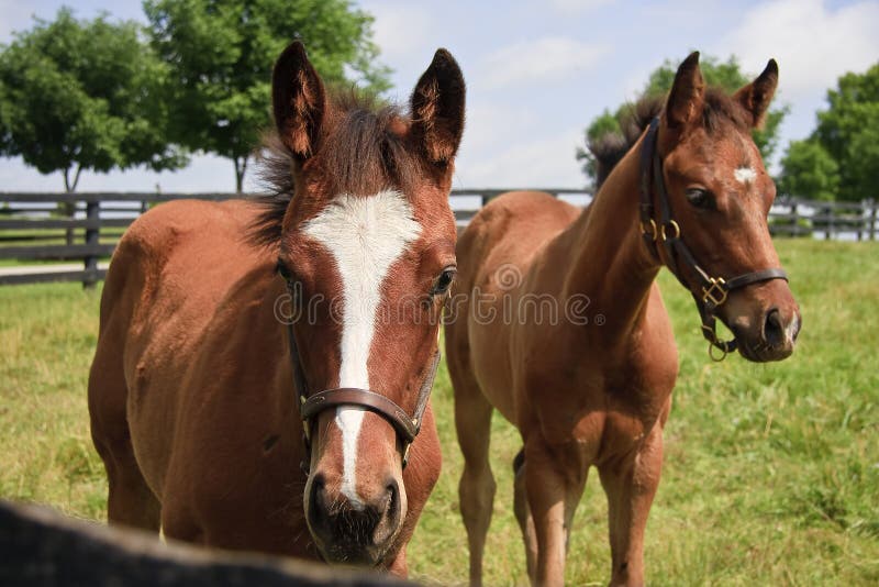 Two Colts stock image. Image of pretty, nature, colts - 10125227