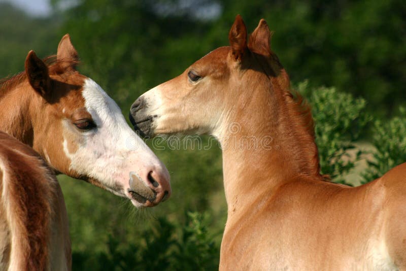 Two Cute Colts and Their Mother Stock Photo - Image of gray, foal: 34170422