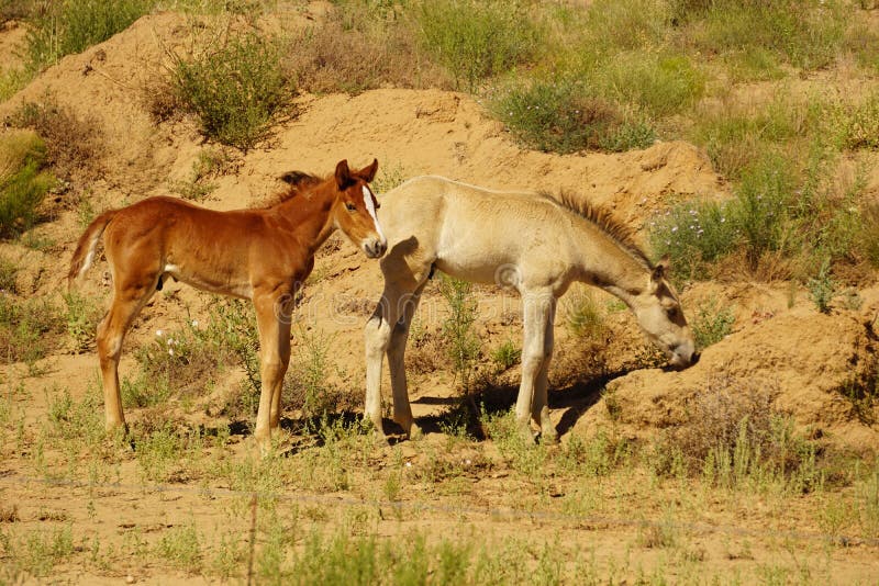 Two Cute Colts and Their Mother Stock Photo - Image of gray, foal: 34170422