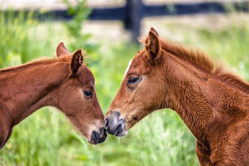 Two colts stock image. Image of domestic, brown, equestrian - 50587345