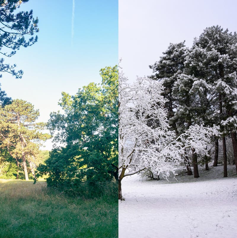 816 Tree Half Summer Winter Stock Photos - Free & Royalty-Free Stock ...