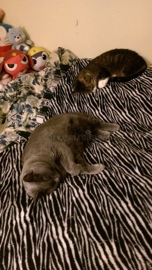 Two comfy cats stock image. Image of comfy, small, sleeping - 127756533