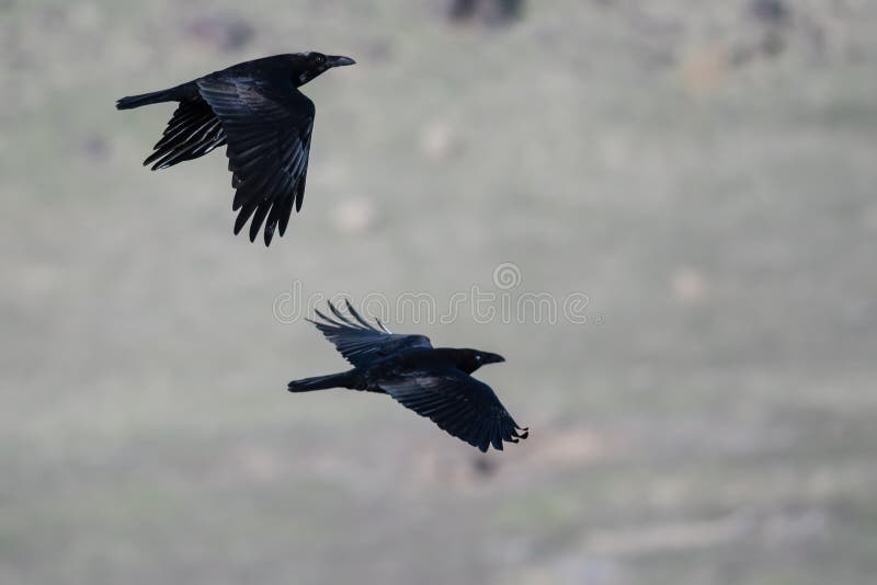 Ravens Fly and Sit Over Leafless Trees Flock of Crows in the Natural on ...