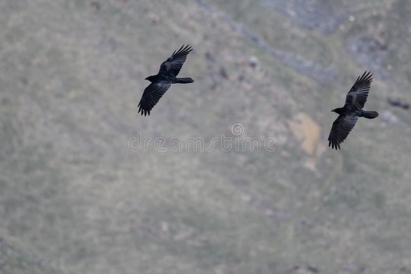 Two Common Black Ravens Flying Over the Canyon Floor Stock Photo ...