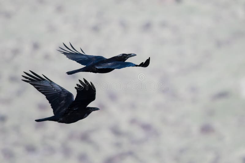 Two Common Black Ravens Flying Over the Canyon Floor Stock Photo ...