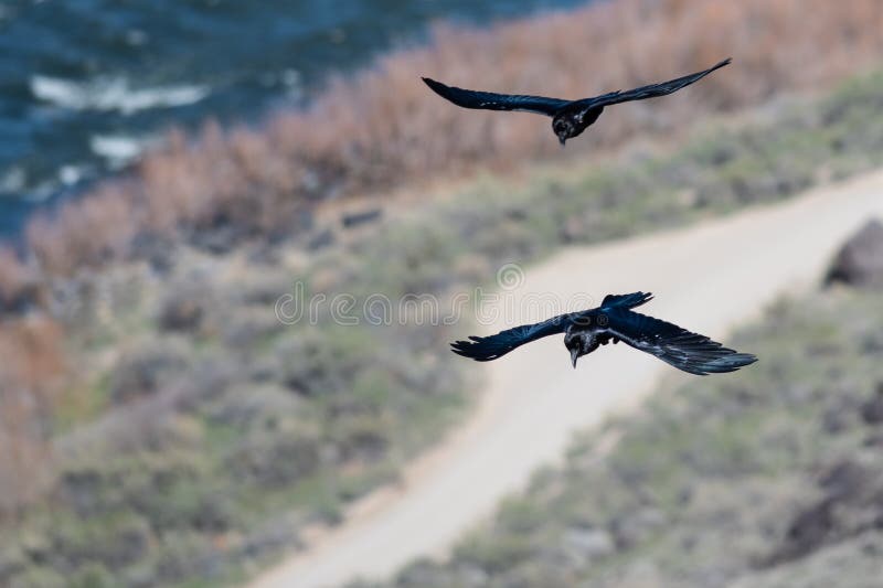 Two Common Black Ravens Flying Over the Canyon Floor Stock Image ...