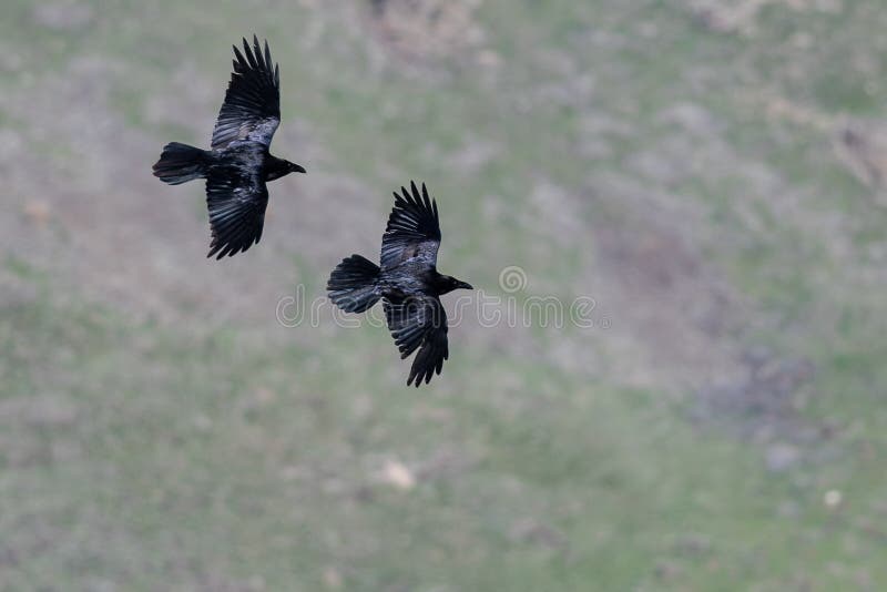 Two Common Black Ravens Flying Over the Canyon Floor Stock Image ...