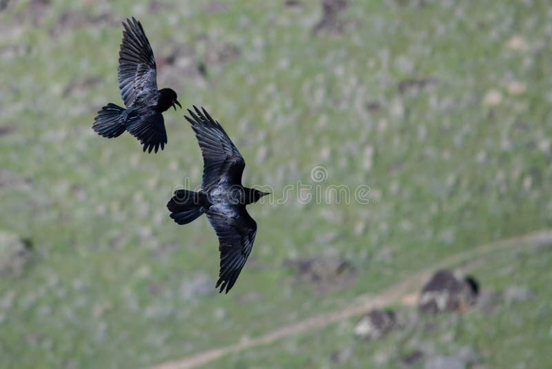 Two Common Black Ravens Flying Over the Canyon Floor Stock Photo ...