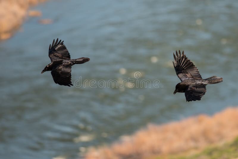 Two Common Black Ravens Flying Over the Canyon River Stock Photo ...