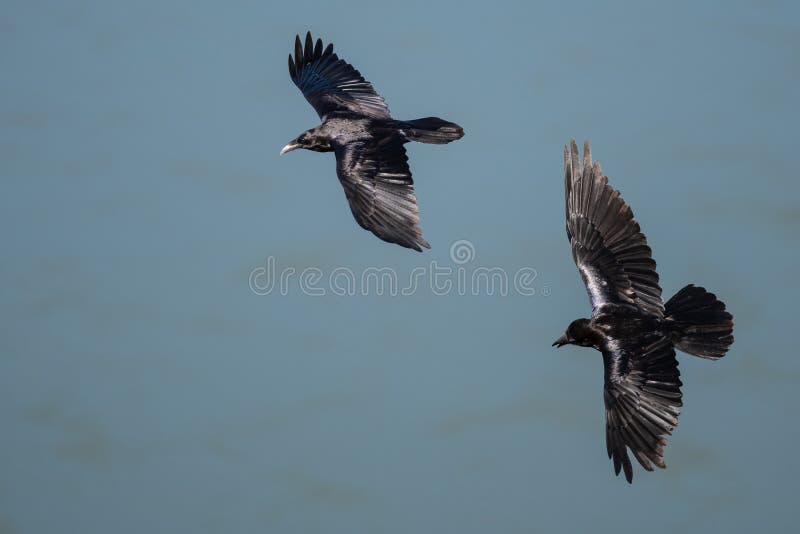 Two Common Black Ravens Flying Over the Canyon River Stock Photo ...