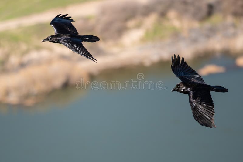 Two Common Black Ravens Flying Over the Canyon River Stock Image ...