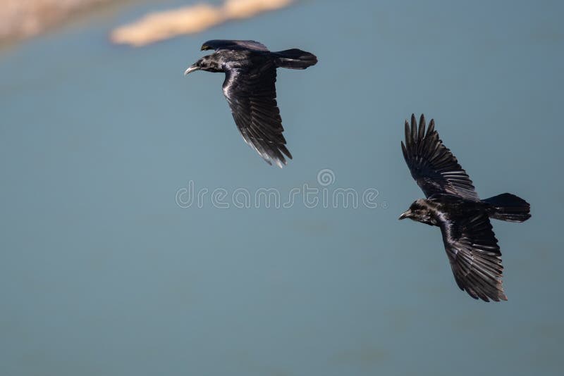 Two Common Black Ravens Flying Over the Canyon River Stock Photo ...
