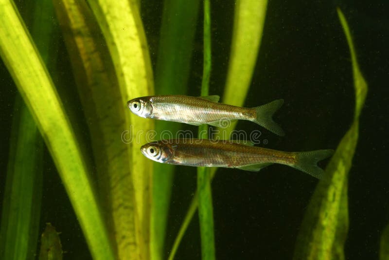 Bleak fish stock photo. Image of season, seafood, spawning - 33476682