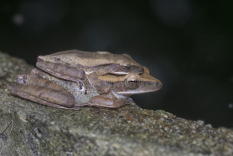 Two Common Bush Frogs Clinging Onto Each Other. Stock Image - Image of ...