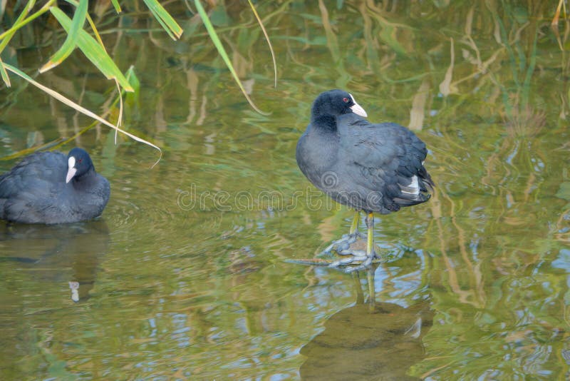 Common coot bird stock photo. Image of coolness, giving - 117847210