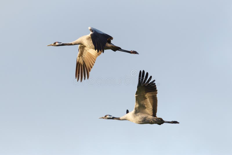 Two Common Cranes (grus Grus) in Flight with Spread Wings Stock Image ...