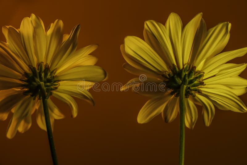 Two Common Daisies stock image. Image of common, field - 264390979
