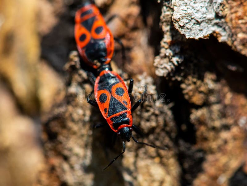 Common firebug close up stock image. Image of closeup - 243244551