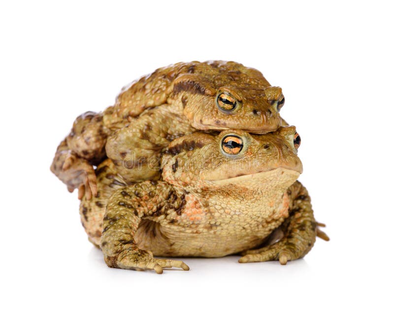 Toads mating stock photo. Image of smaller, hoppytoads - 45962360