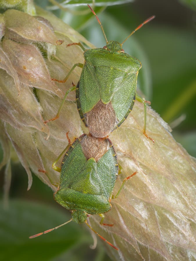 Two Common Green Shieldbugs Mating Stock Photo - Image of green, insects: 376731812