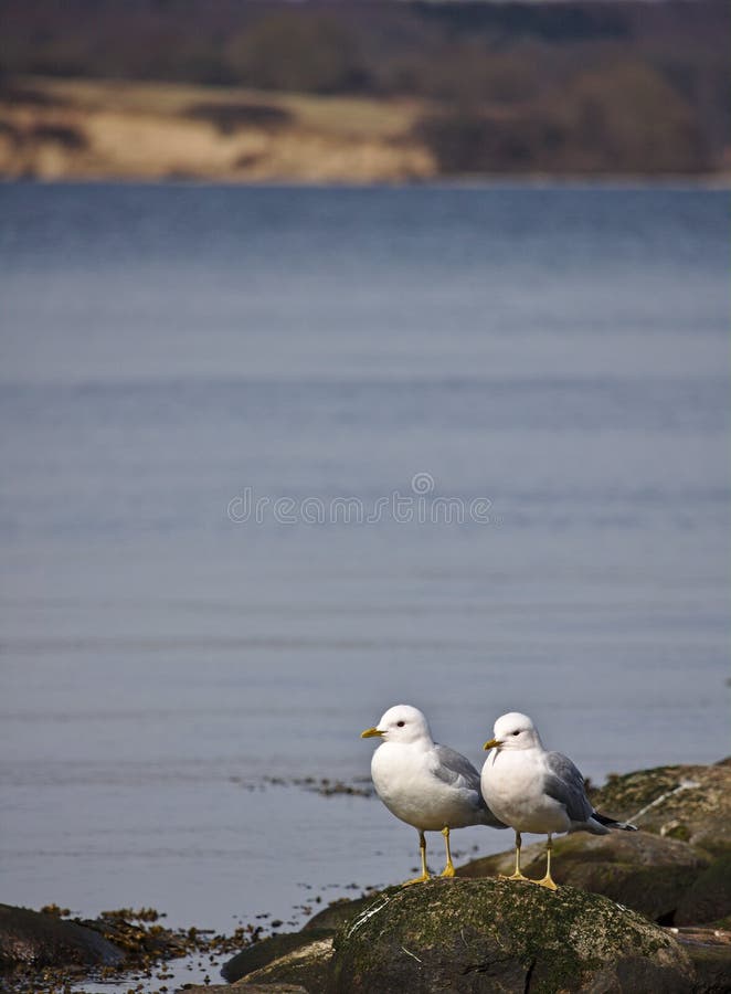 Two Common Gulls on a Rock Surrounded by Water Stock Image - Image of ...