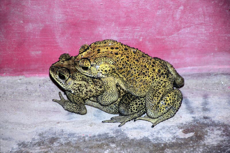 Two Common Indian Toads Mating Inside a Garage. Stock Image - Image of ...