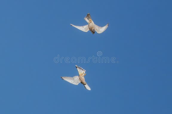 Two Common Kestrel Diving in Blue Sky Stock Image - Image of wing ...
