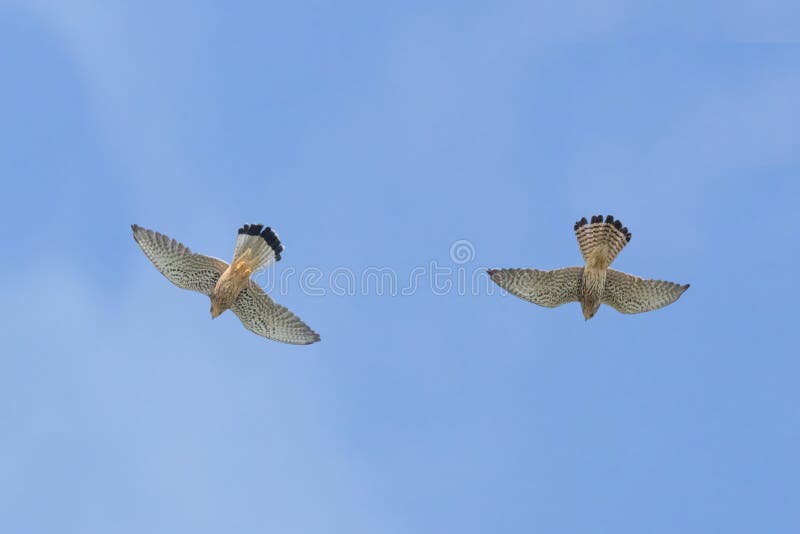 Two Common Kestrel Diving in Blue Sky Stock Photo - Image of blue, bird ...