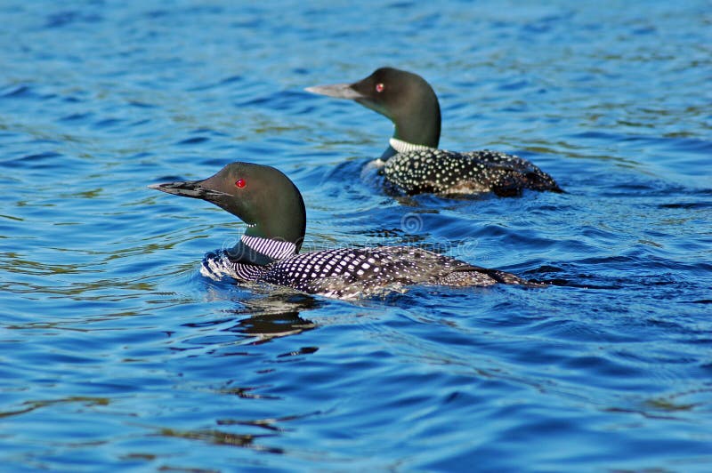 Two common loones stock photo. Image of common, calm, serene - 3025532