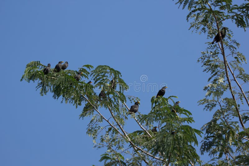Common Myna Bird on Big Tree Stock Photo - Image of natural, tail ...