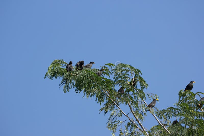 Common Myna Bird on Big Tree Stock Photo - Image of wing, plumage ...
