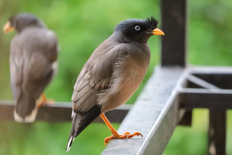 Two Common Myna One in Focus Another Blurred Looking Apart Stock Photo ...