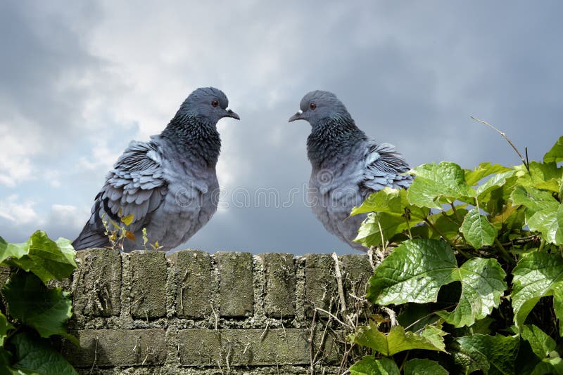 Two Common Pigeons Perched on a Stone Wall in the Park Stock Photo ...