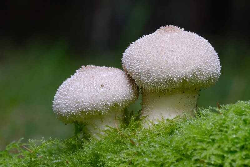 Two Common Puffballs in Macro Stock Image - Image of perlatum ...